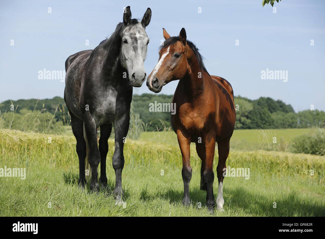 Two old horses standing hi-res stock photography and images - Alamy