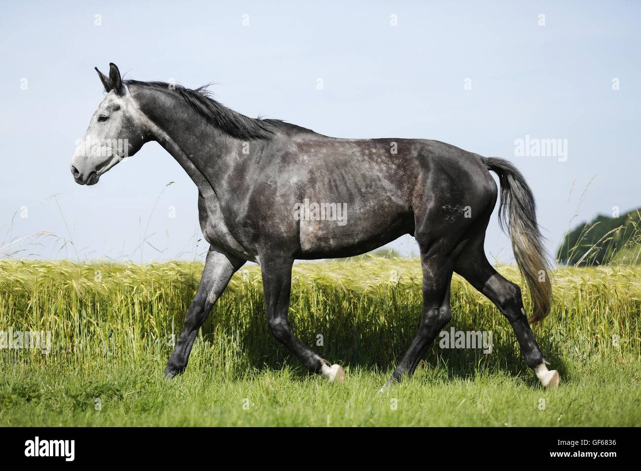 trotting German Sport Horse Stock Photo - Alamy