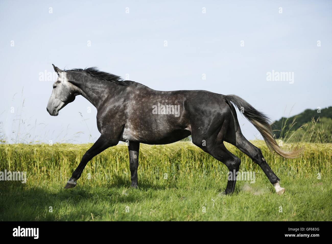 Outdoor side view horse galloping hi-res stock photography and images ...