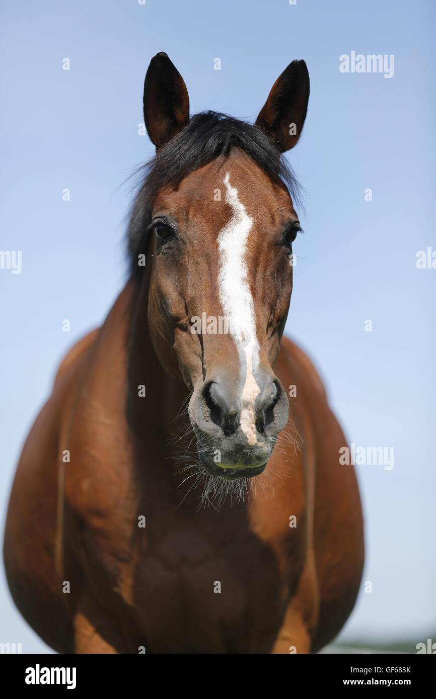 Frontal half portrait hi-res stock photography and images - Alamy