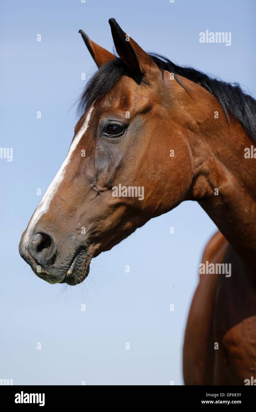 Half caste hi-res stock photography and images - Alamy