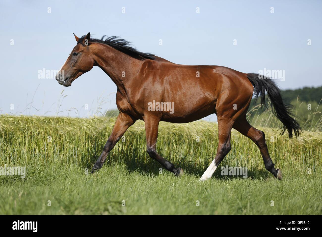 Half caste hi-res stock photography and images - Alamy