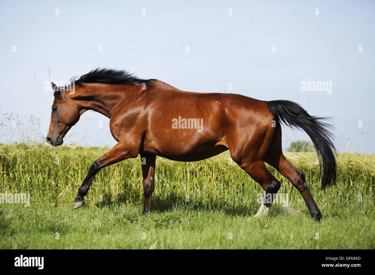 Half caste hi-res stock photography and images - Alamy