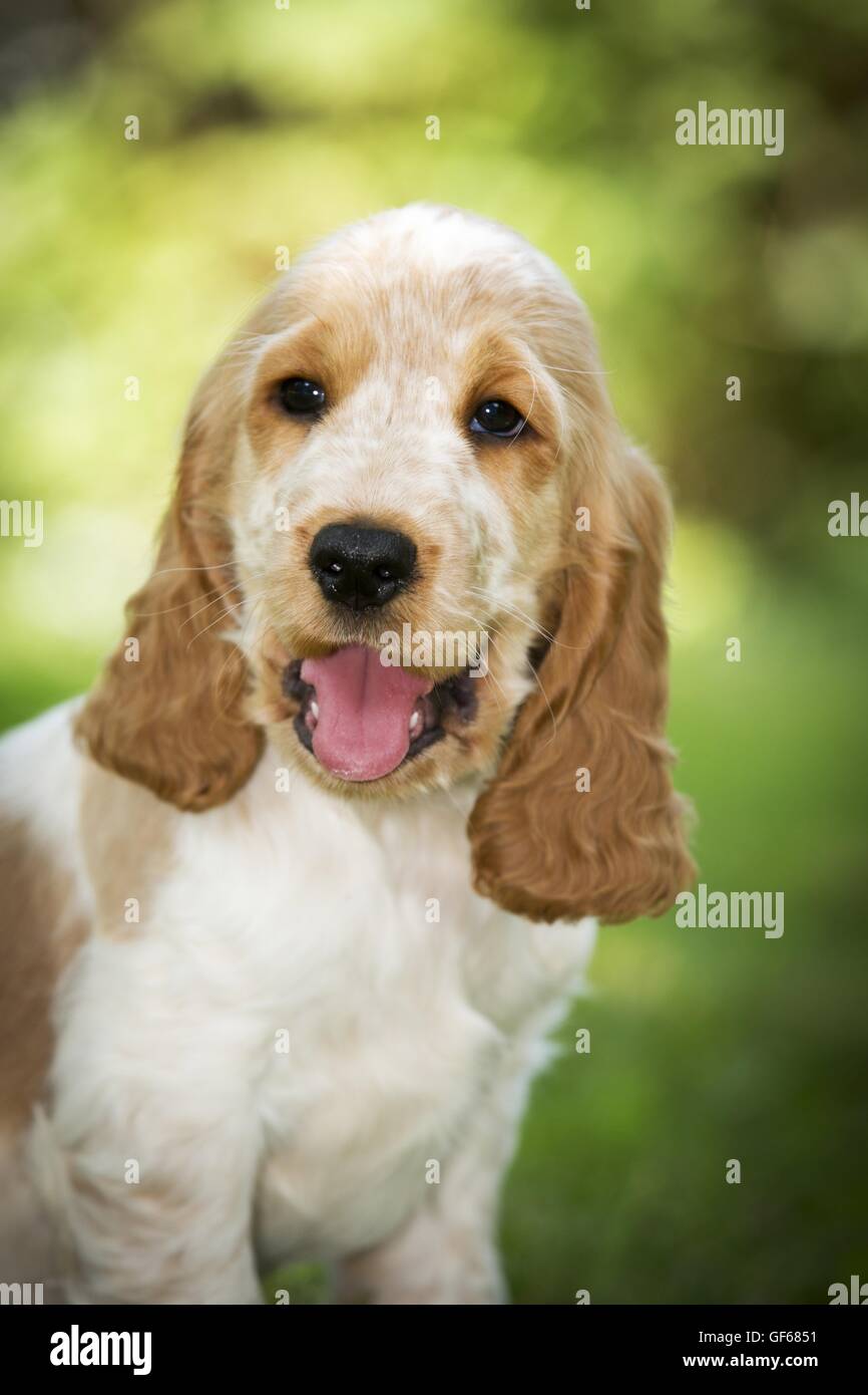 Cocker spaniel dog head hi-res stock photography and images - Alamy