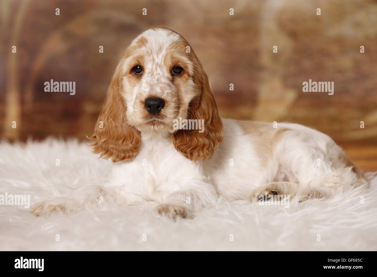 Cute puppy two months hi-res stock photography and images - Alamy
