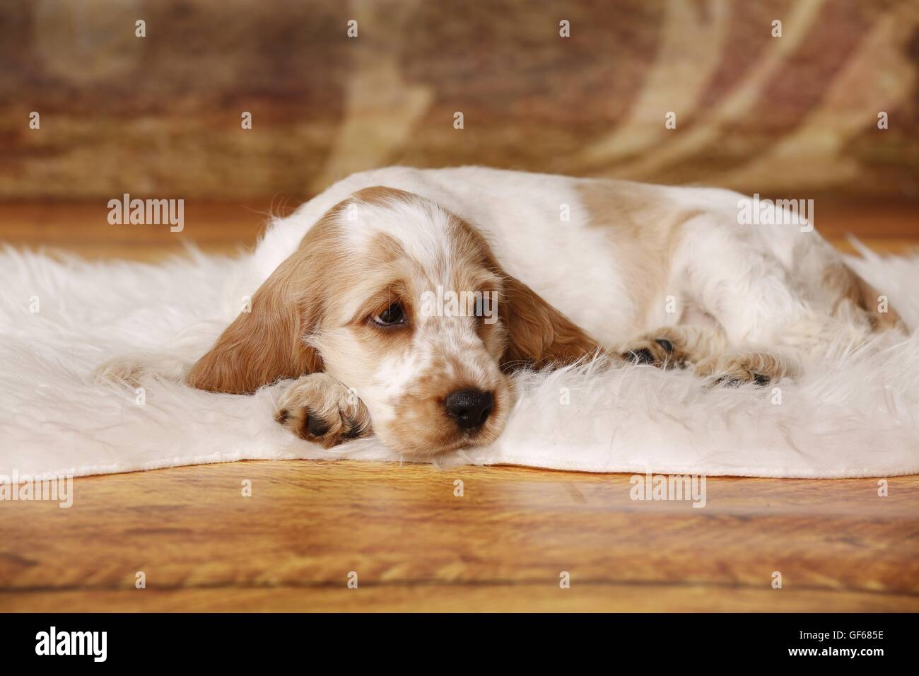 English Cocker Spaniel Puppy Stock Photo - Alamy