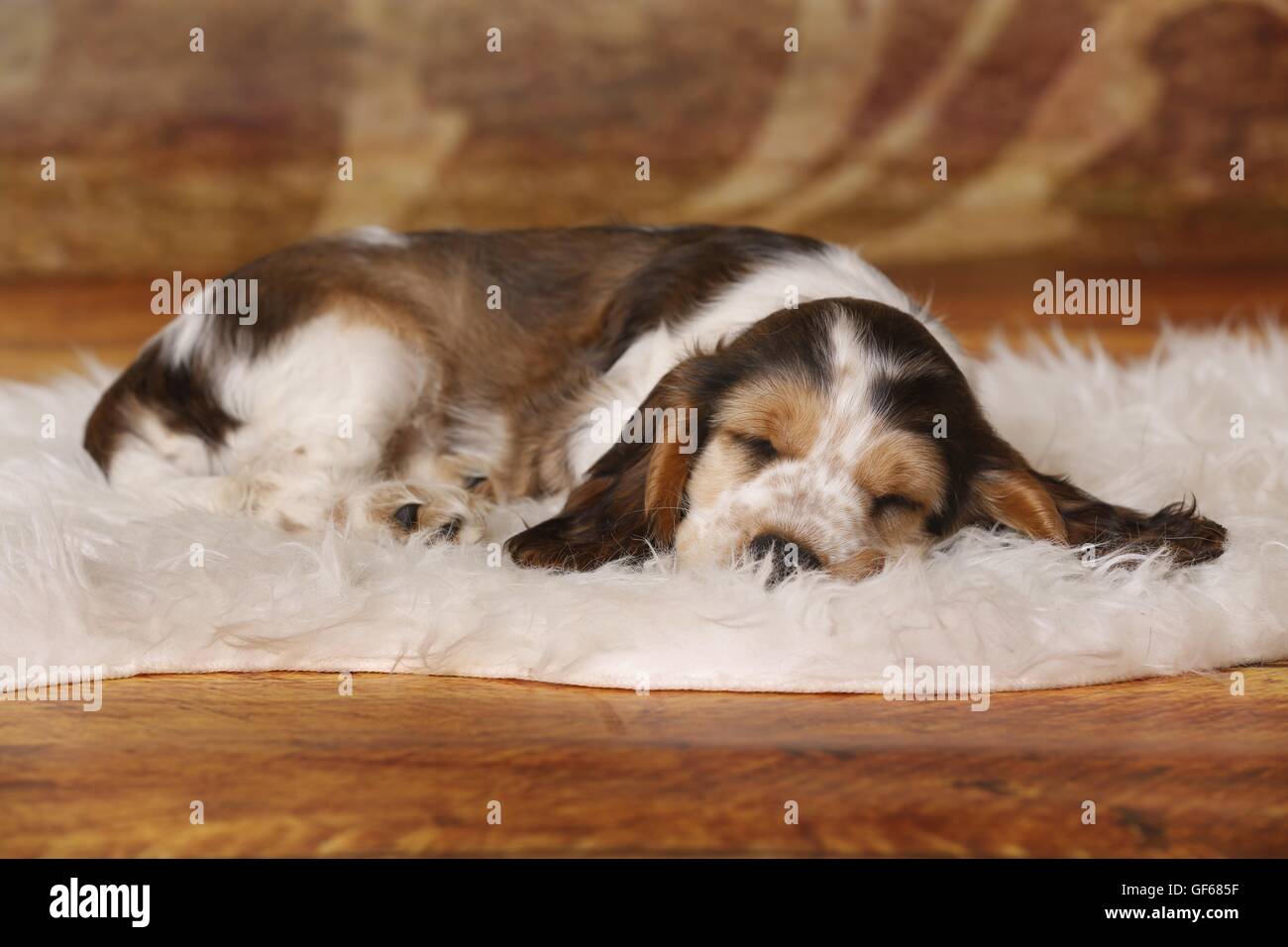 sleeping English Cocker Spaniel Puppy Stock Photo - Alamy