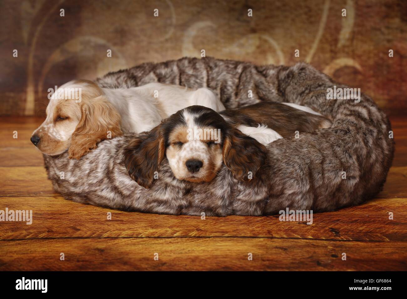 2 sleeping English Cocker Spaniel Puppies Stock Photo - Alamy