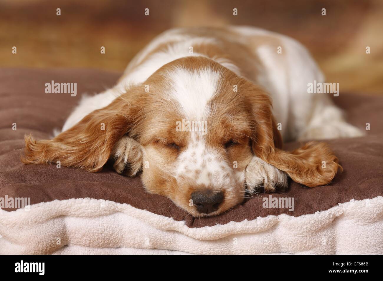 sleeping English Cocker Spaniel Puppy Stock Photo - Alamy