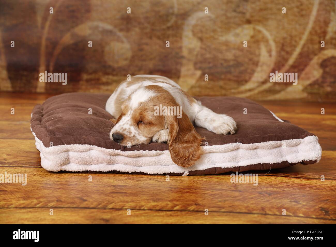 sleeping English Cocker Spaniel Puppy Stock Photo - Alamy