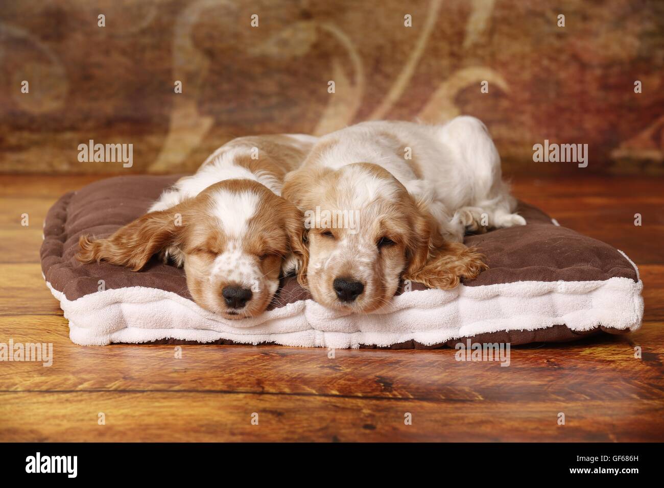 2 sleeping English Cocker Spaniel Puppies Stock Photo - Alamy
