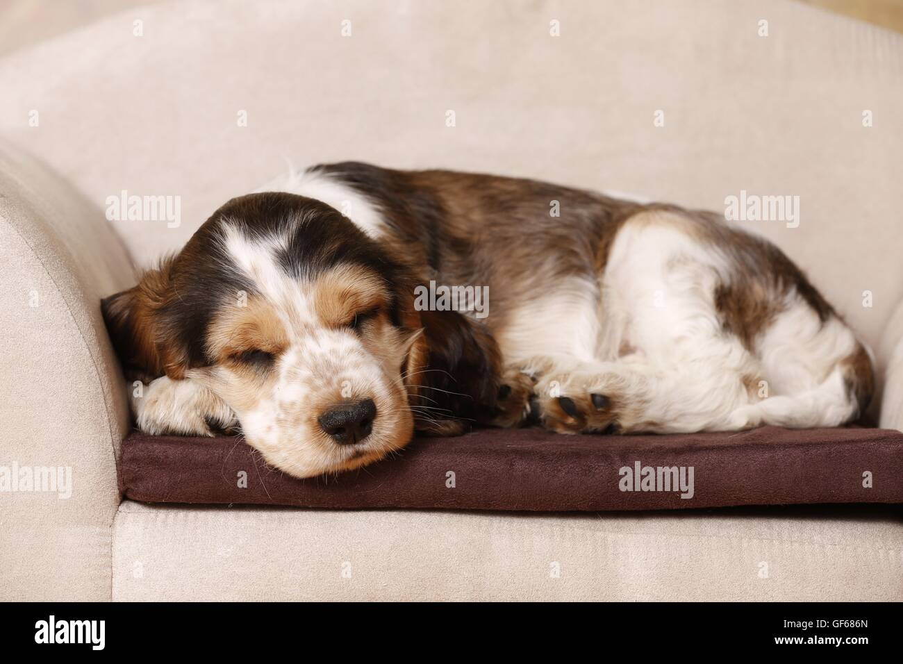 sleeping English Cocker Spaniel Puppy Stock Photo - Alamy