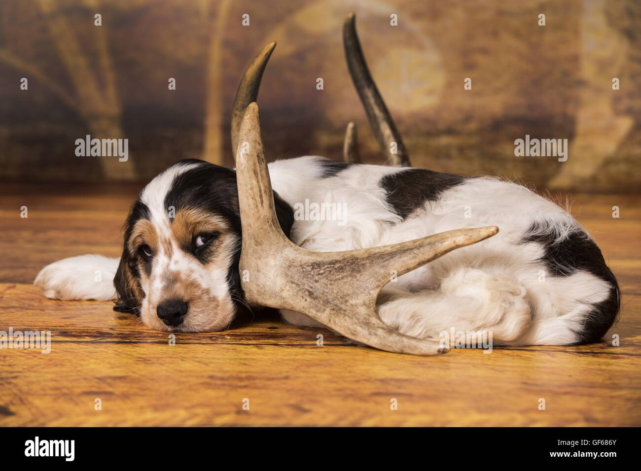 Brown cocker spaniel hi-res stock photography and images - Alamy