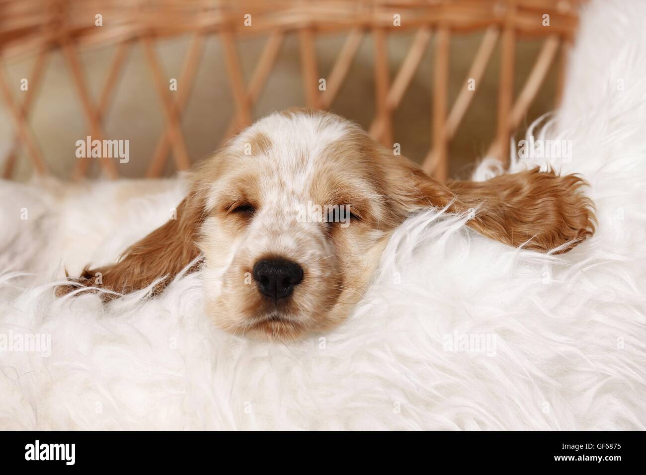 sleeping English Cocker Spaniel Puppy Stock Photo - Alamy