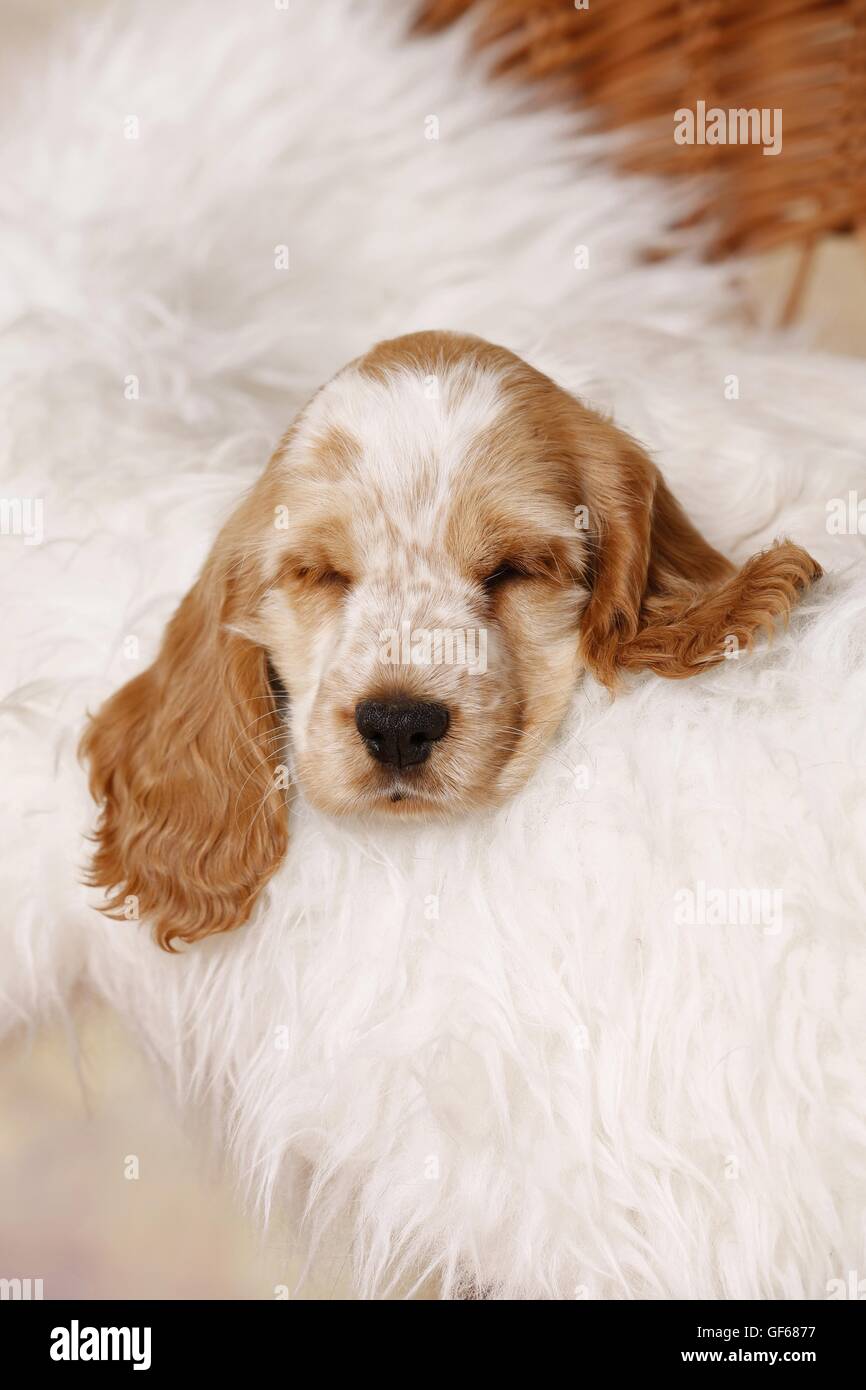 sleeping English Cocker Spaniel Puppy Stock Photo - Alamy