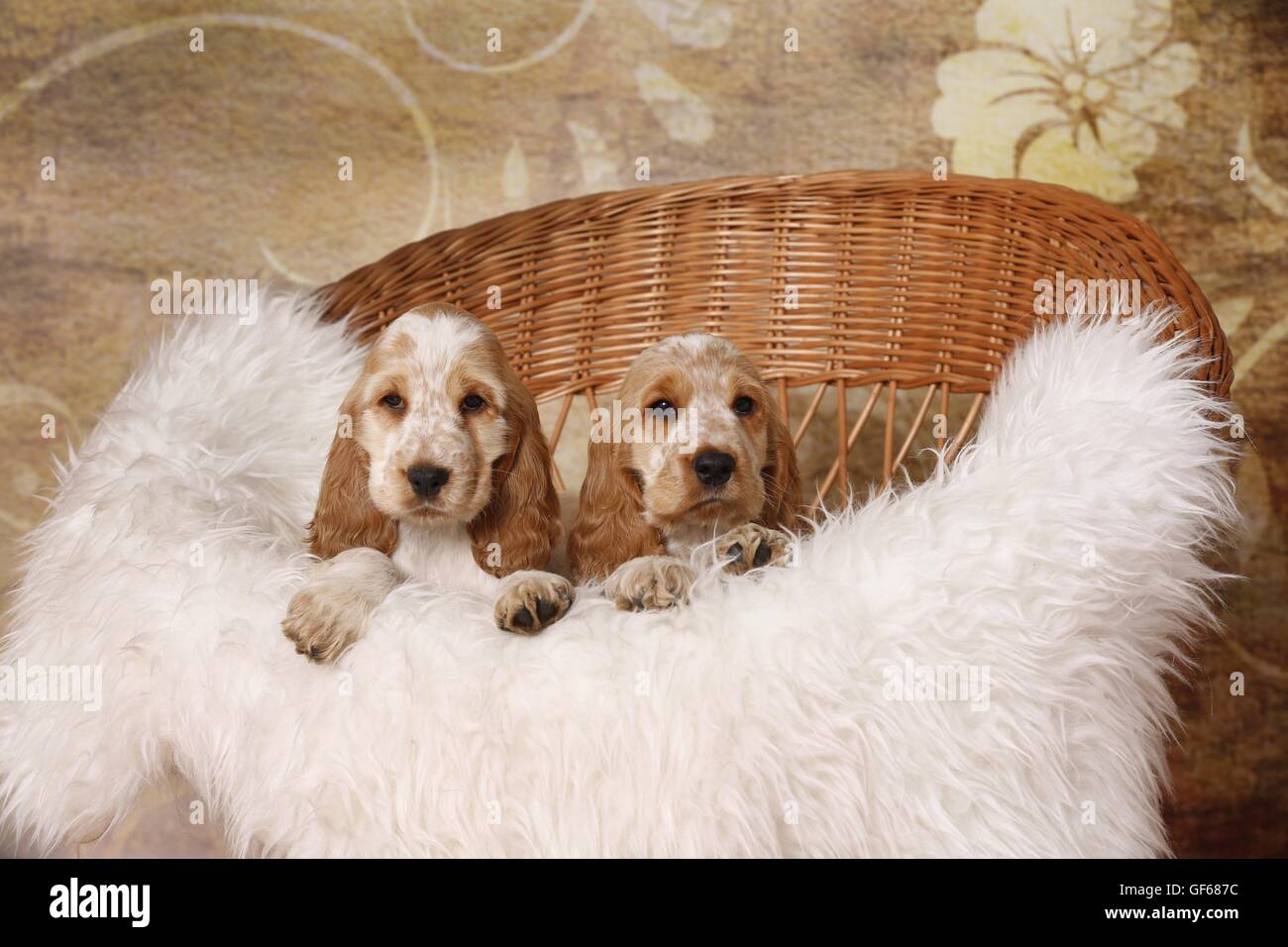 2 English Cocker Spaniel Puppies Stock Photo - Alamy