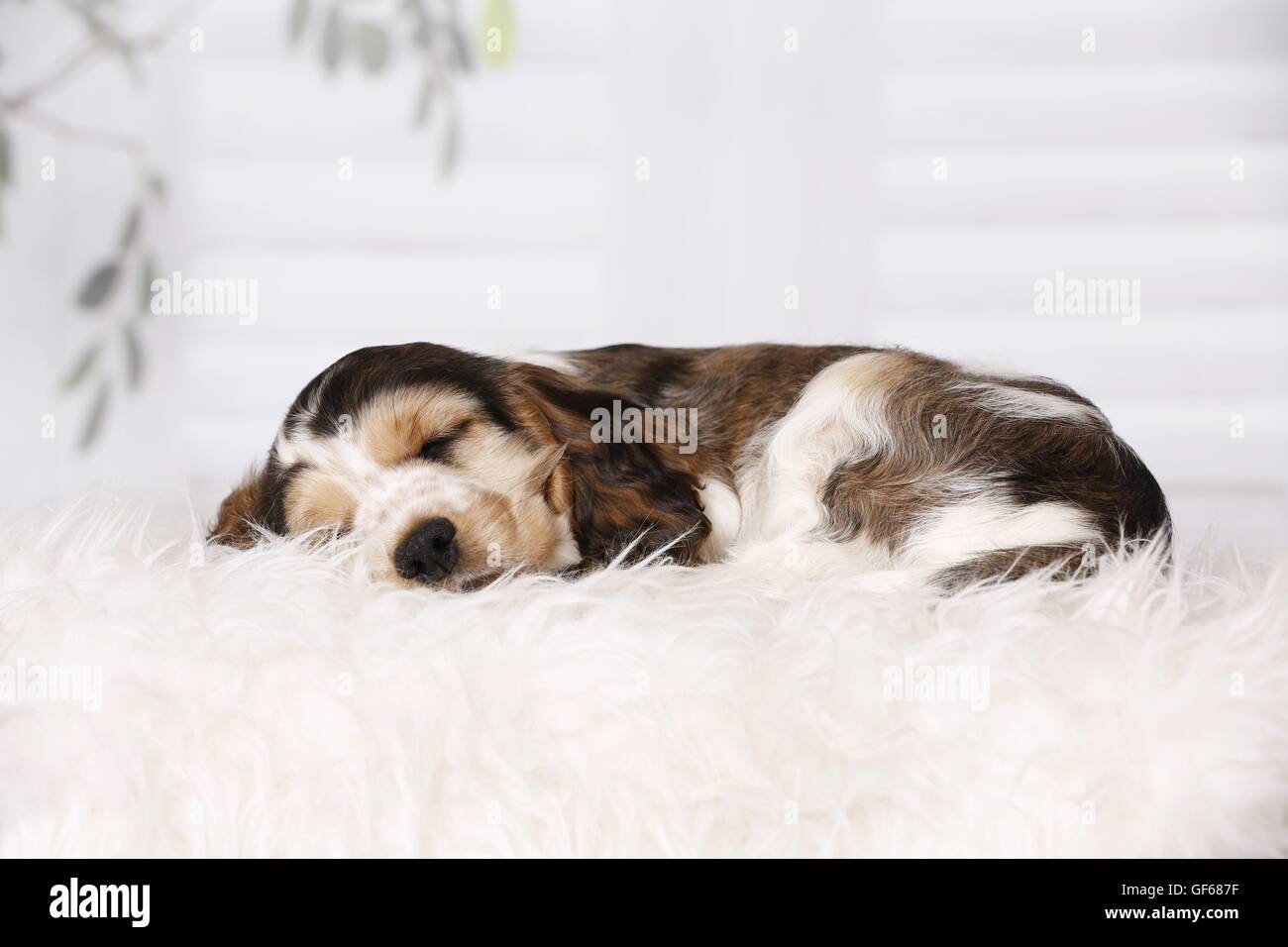 sleeping English Cocker Spaniel Puppy Stock Photo - Alamy