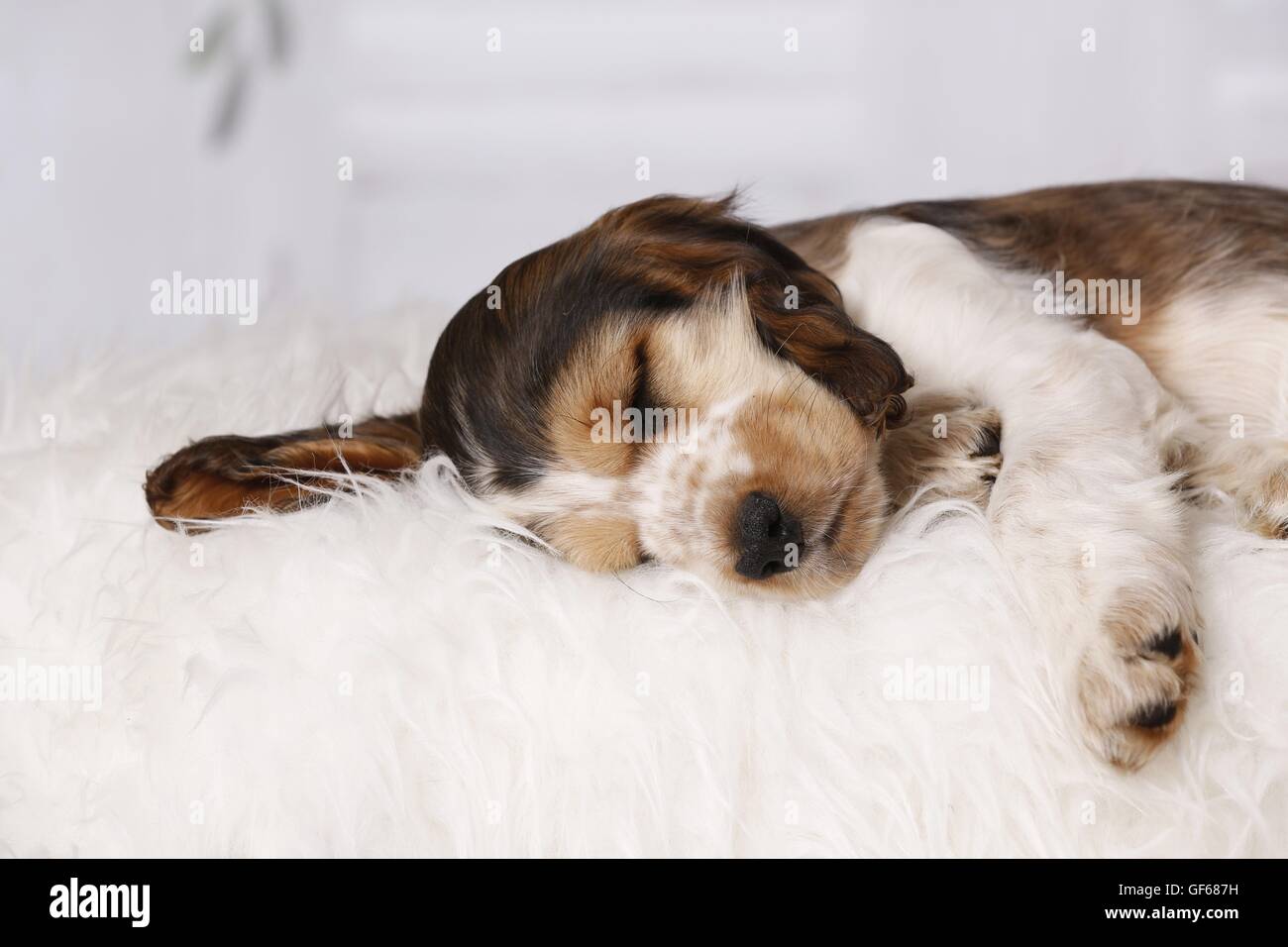 sleeping English Cocker Spaniel Puppy Stock Photo - Alamy