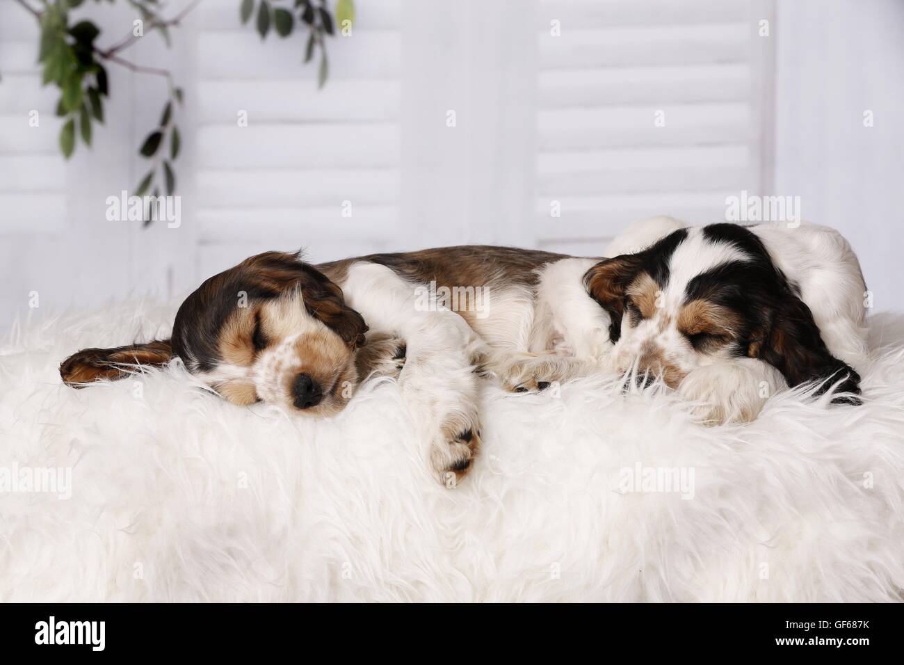 Cocker spaniel puppy cuddle hi-res stock photography and images - Alamy