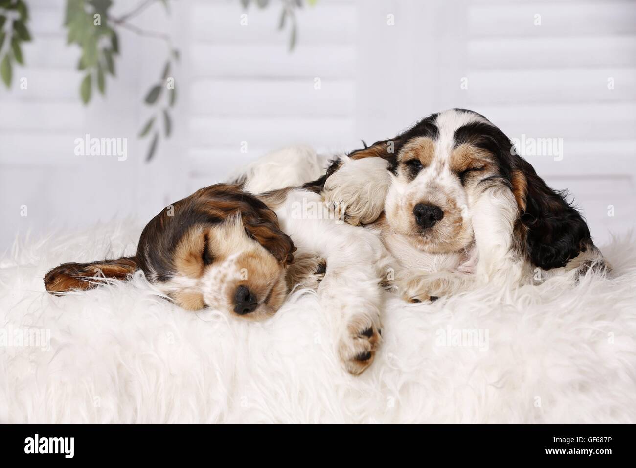 Are Cocker Spaniels Cuddly