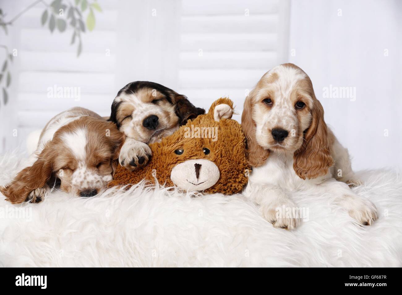 Fluffy cocker spaniel hi-res stock photography and images - Alamy