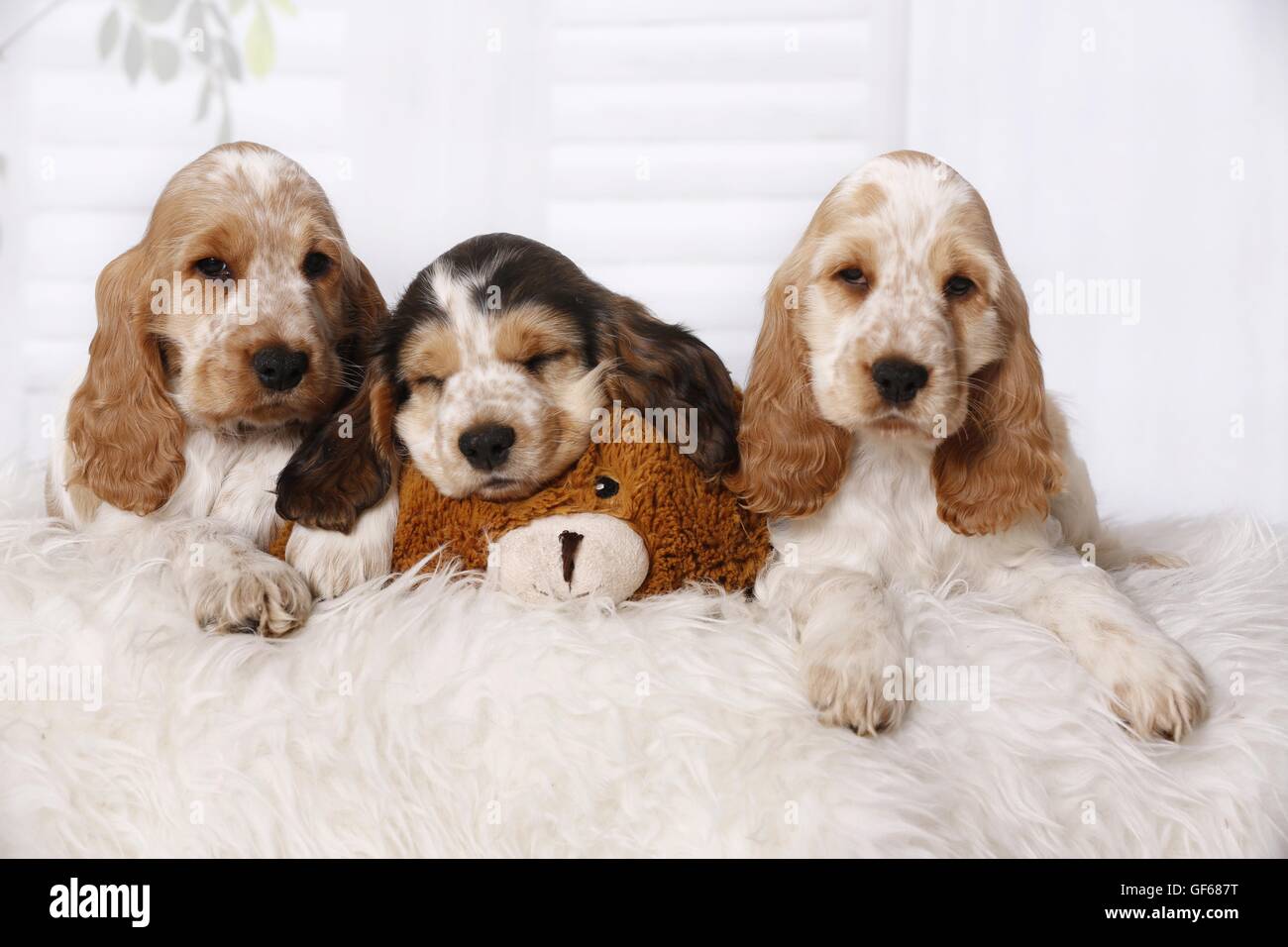 Fluffy cocker spaniel hi-res stock photography and images - Alamy