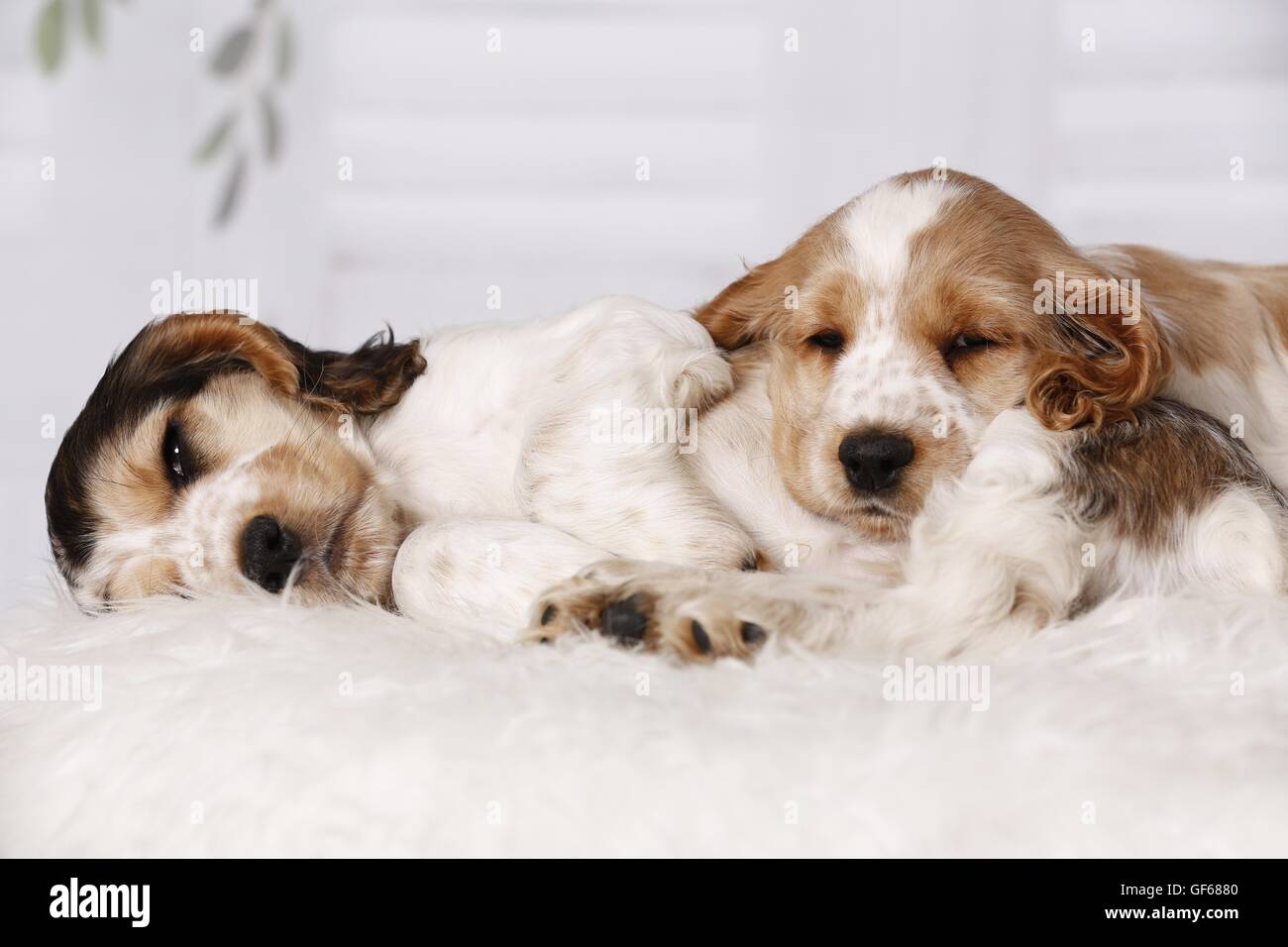 2 sleeping English Cocker Spaniel Puppies Stock Photo - Alamy