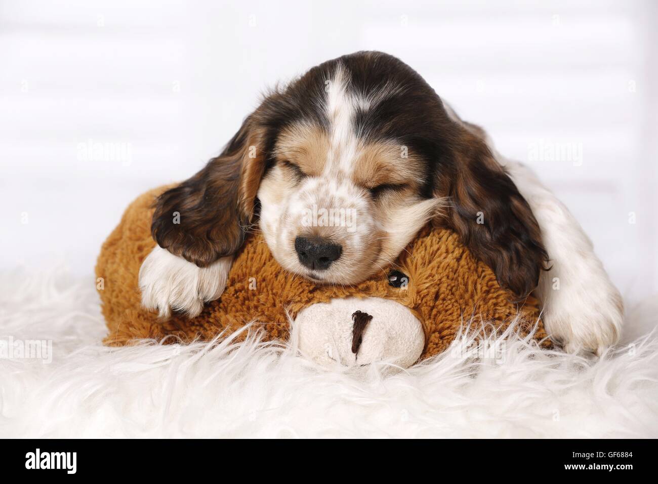 Fluffy cocker spaniel hi-res stock photography and images - Alamy