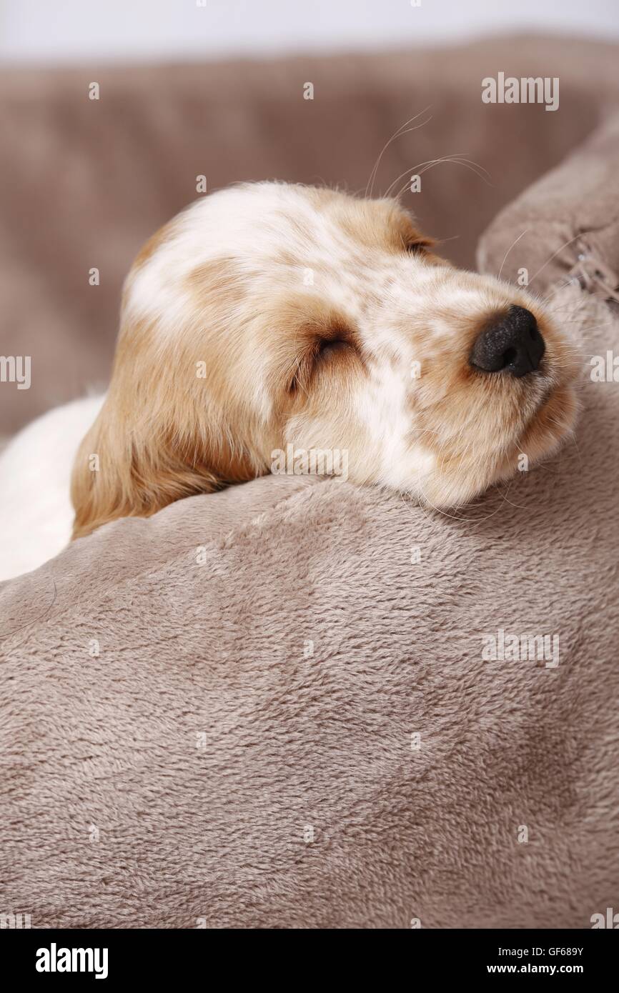 sleeping English Cocker Spaniel Puppy Stock Photo - Alamy