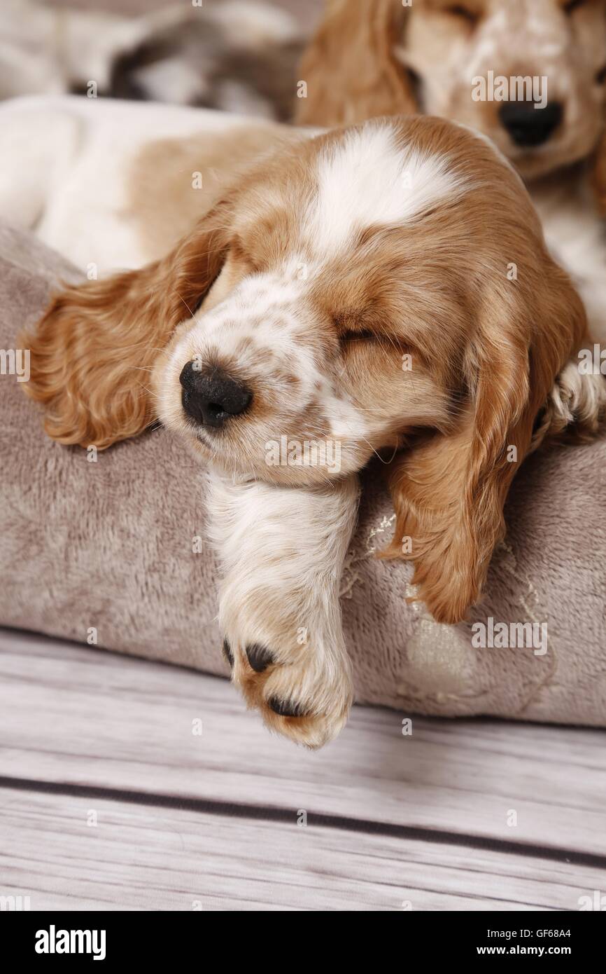 sleeping English Cocker Spaniel Puppy Stock Photo - Alamy