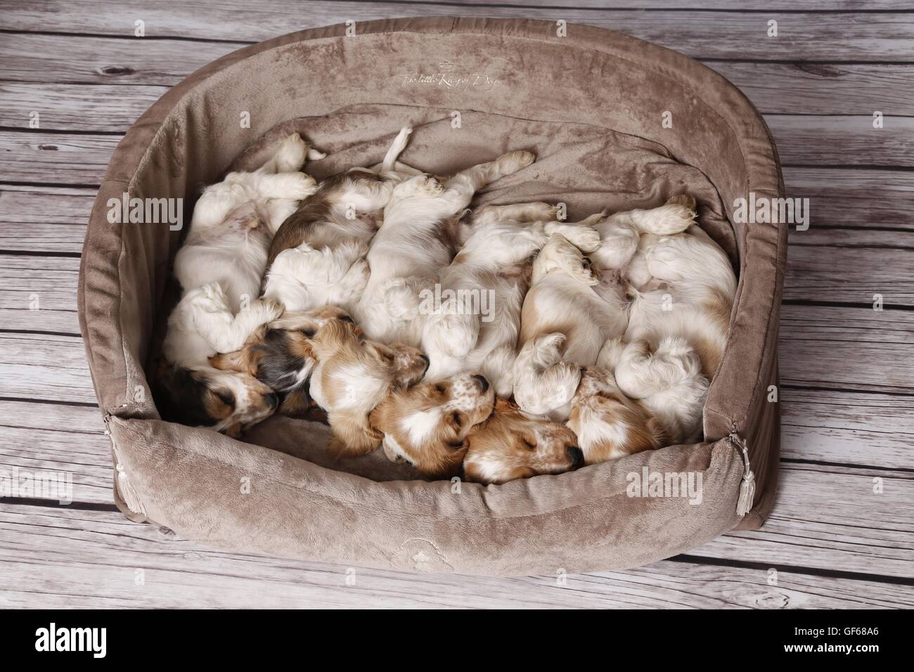 English Cocker Spaniel Puppies Stock Photo - Alamy