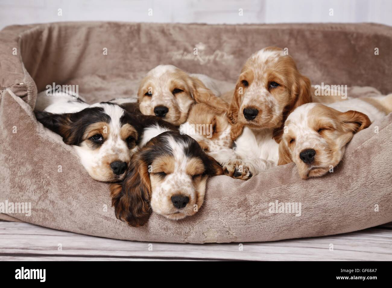 English cocker spaniel puppies hi-res stock photography and images - Alamy