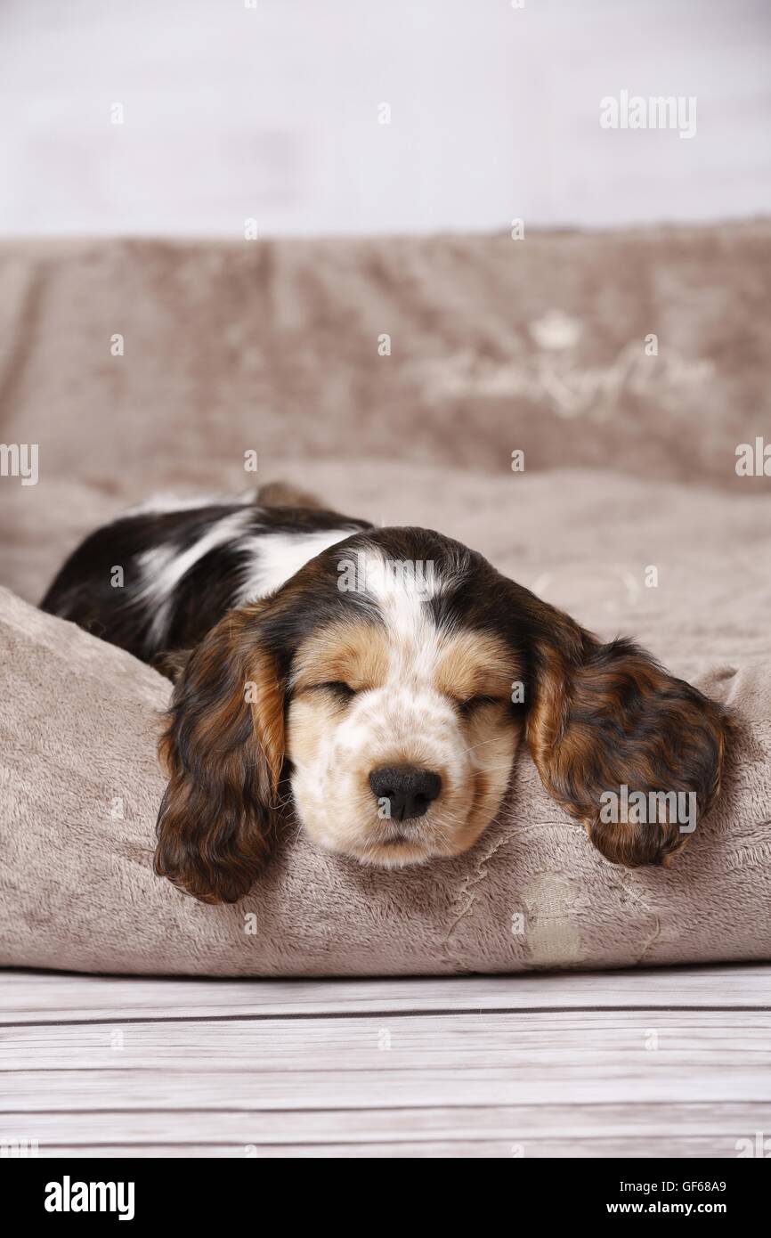 sleeping English Cocker Spaniel Puppy Stock Photo - Alamy
