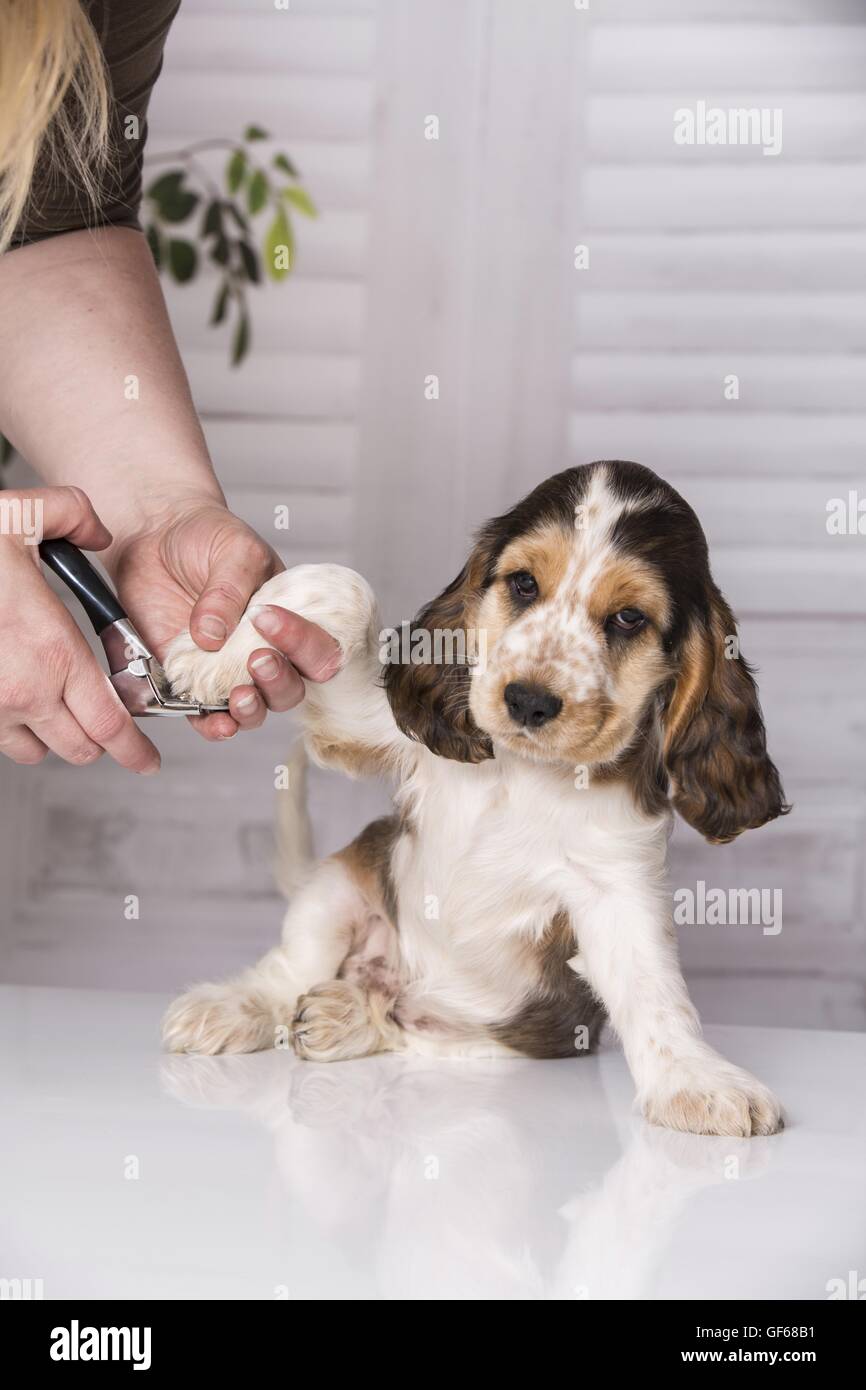 cutting claws at English Cocker Spaniel Puppy Stock Photo - Alamy