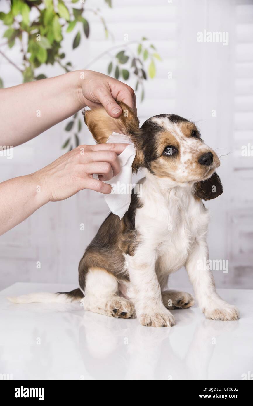 Cocker spaniel ear hi-res stock photography and images - Alamy