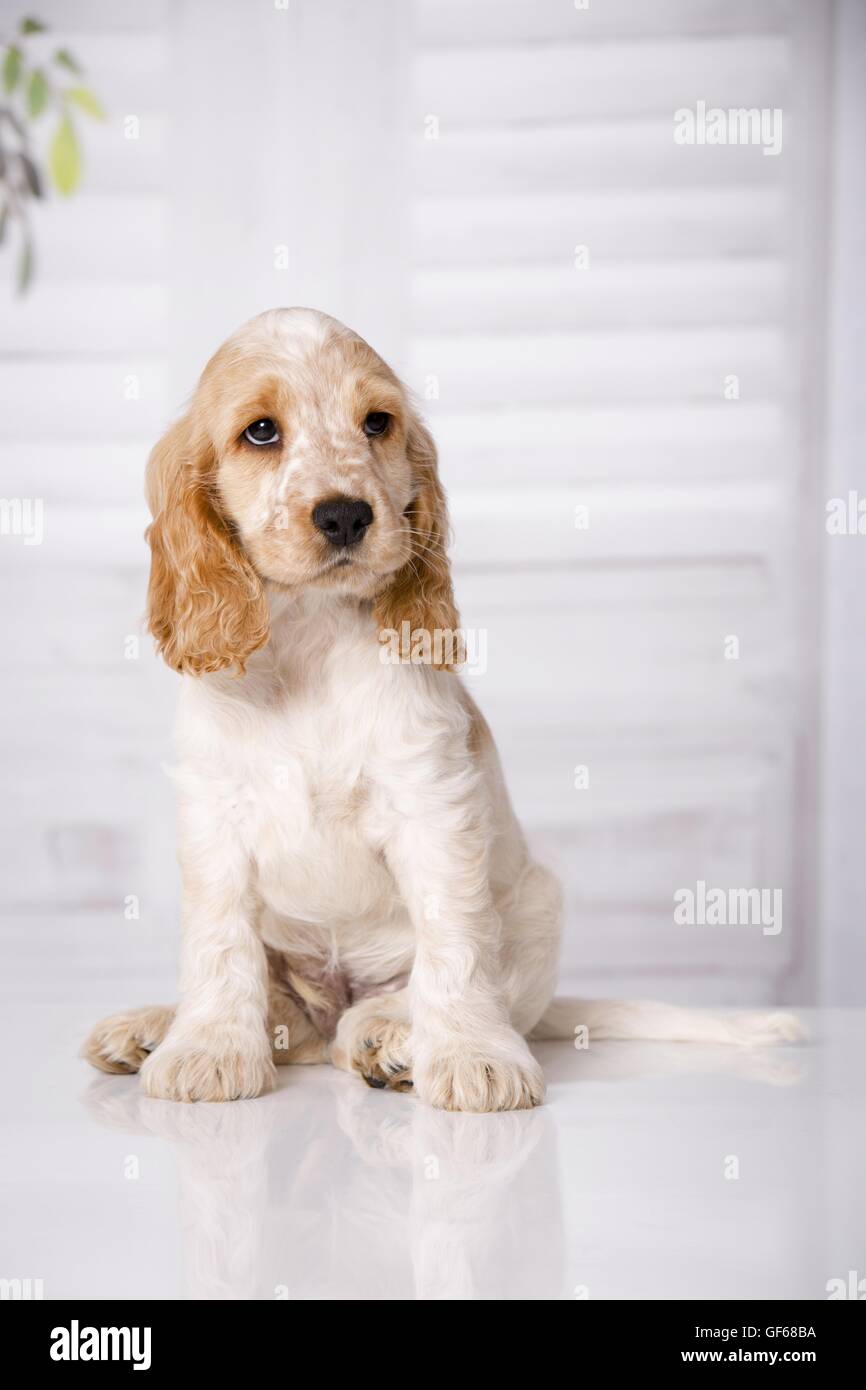 sitting English Cocker Spaniel Puppy Stock Photo - Alamy