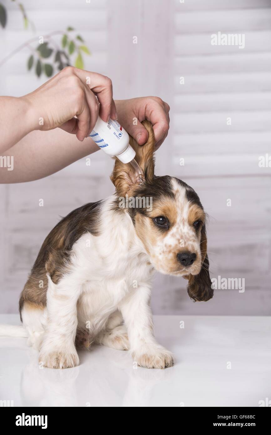 Cocker spaniel ear hi-res stock photography and images - Alamy