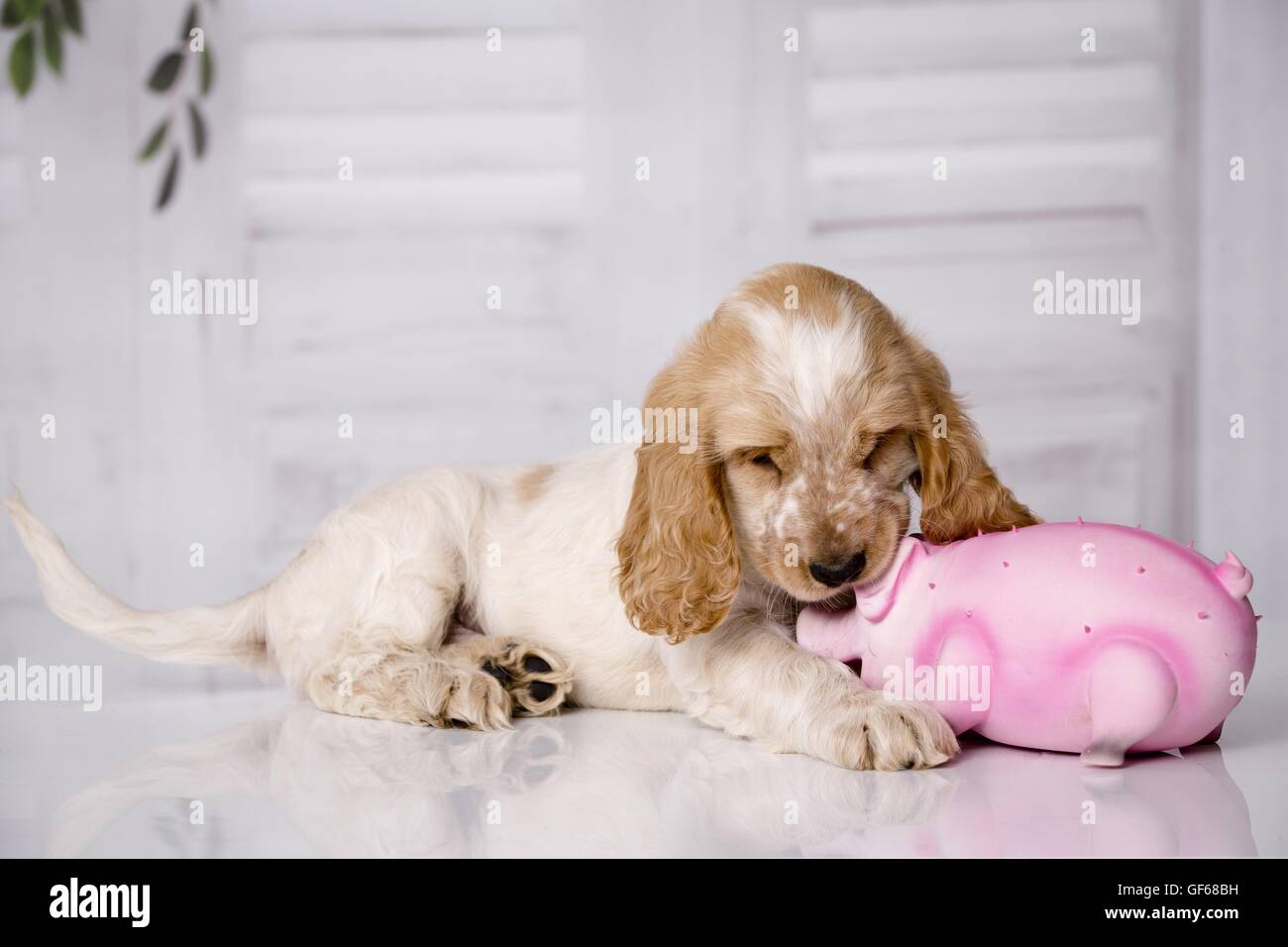 English Cocker Spaniel Puppy with toy Stock Photo - Alamy