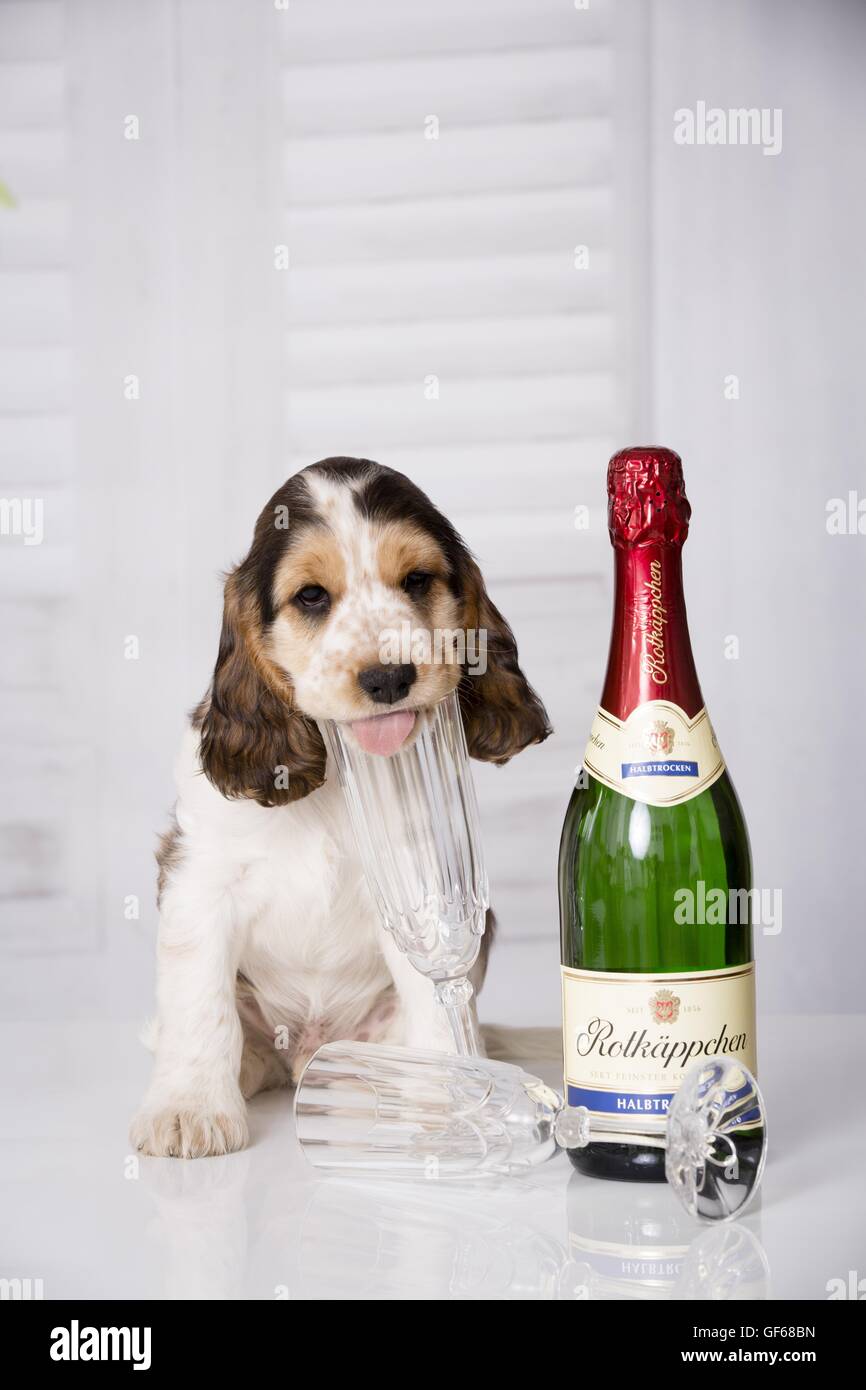 Funny cocker spaniel hi-res stock photography and images - Alamy