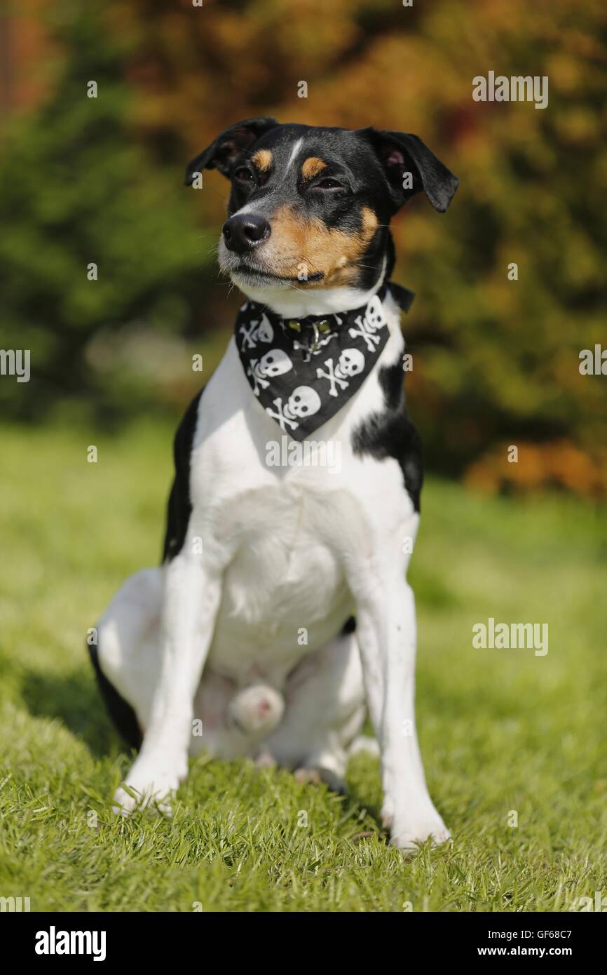 sitting Jack Russell Terrier Stock Photo - Alamy