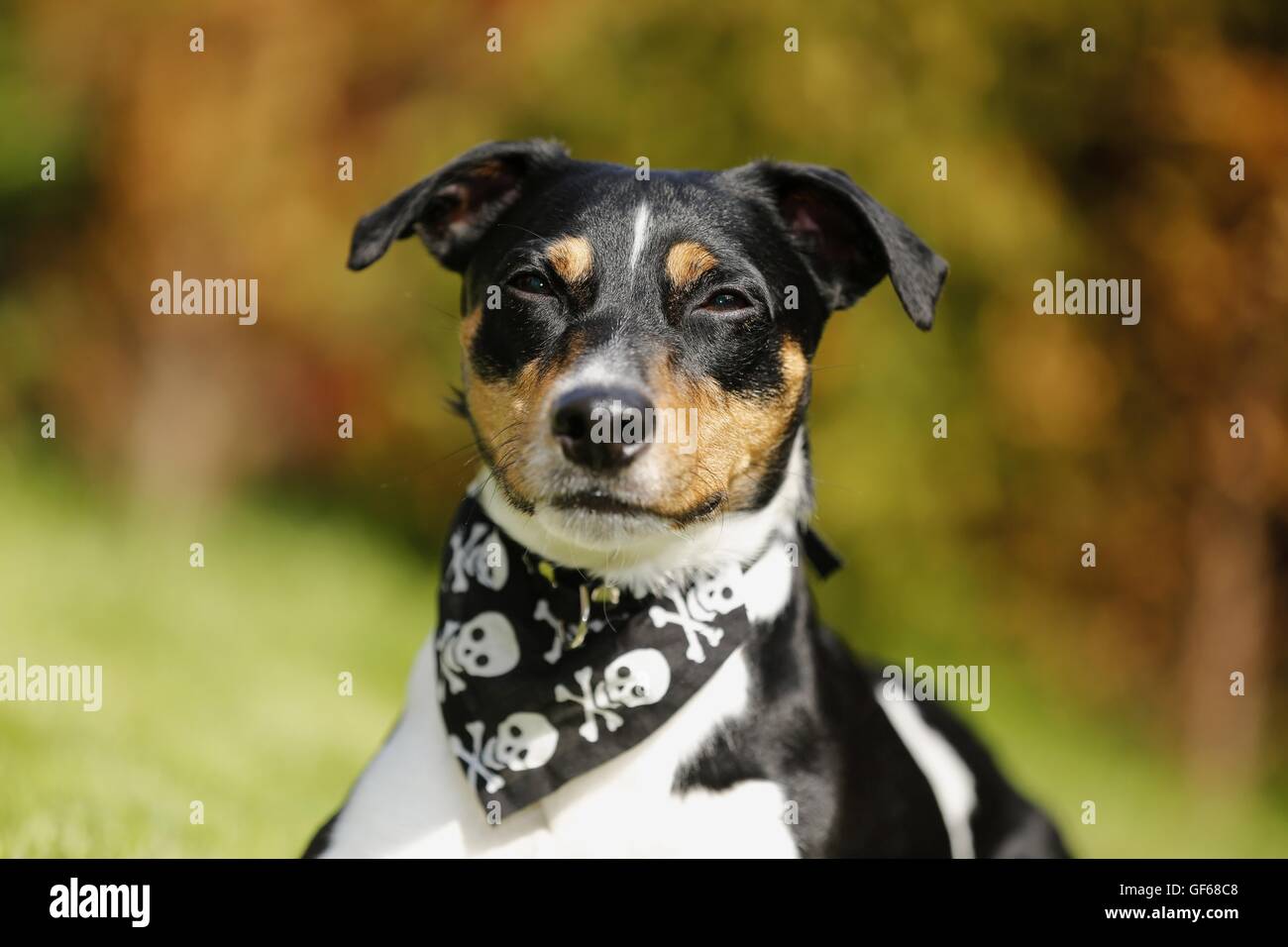 Jack Russell Terrier Portrait Stock Photo - Alamy
