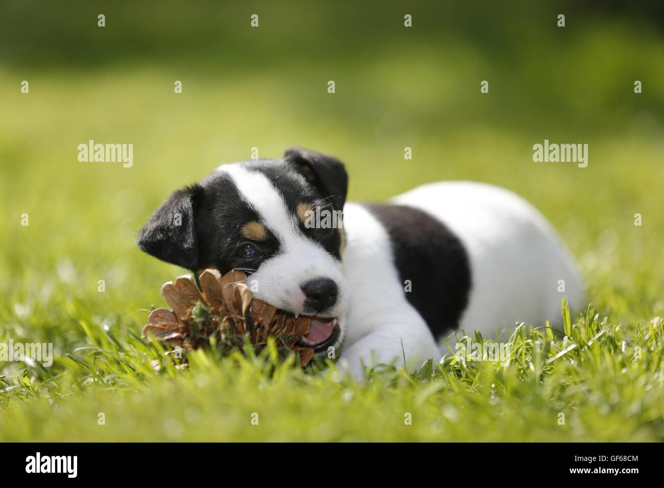 Jack Russell Terrier Puppy in the countryside Stock Photo - Alamy