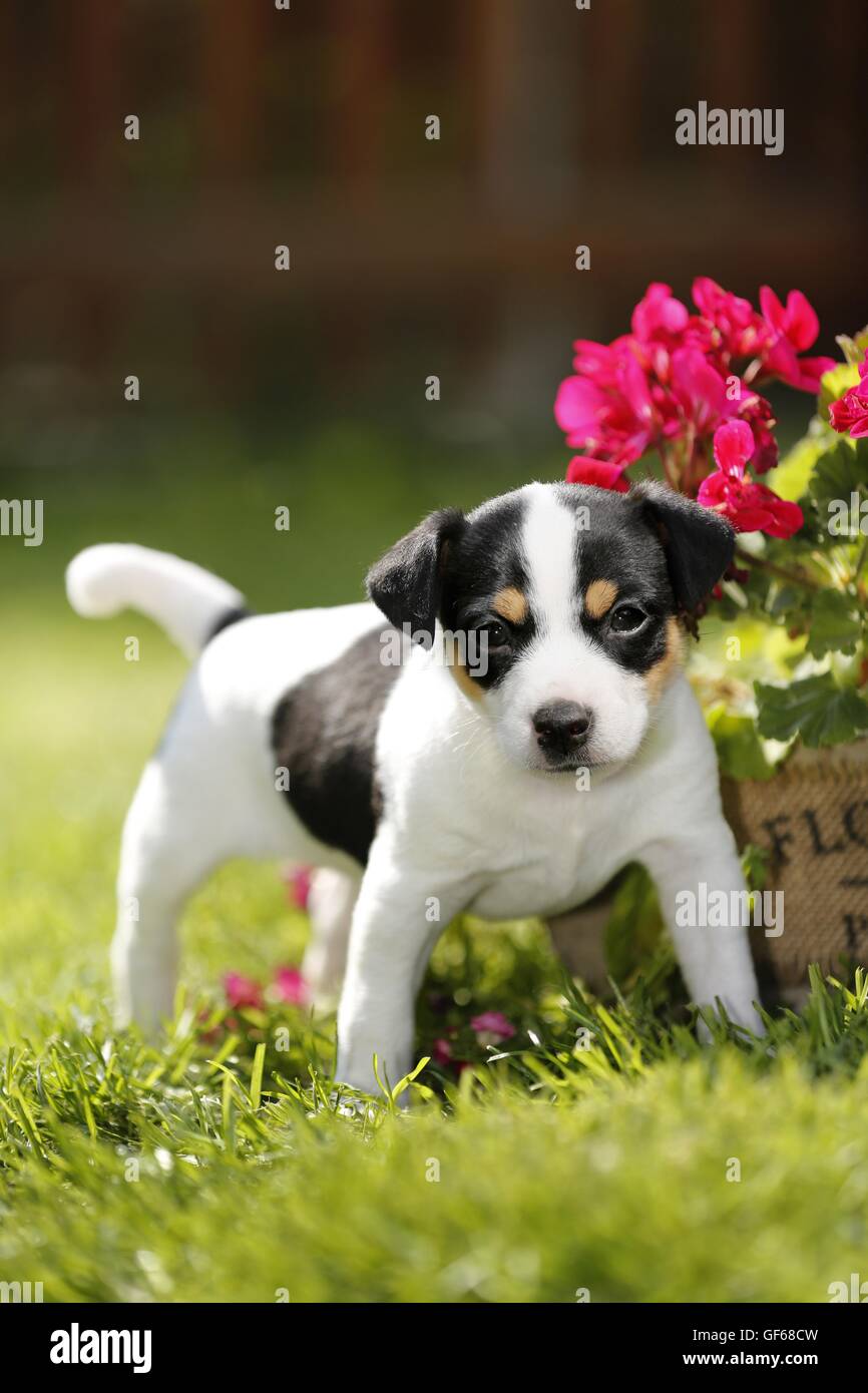 Jack Russell Terrier Puppy in the countryside Stock Photo - Alamy