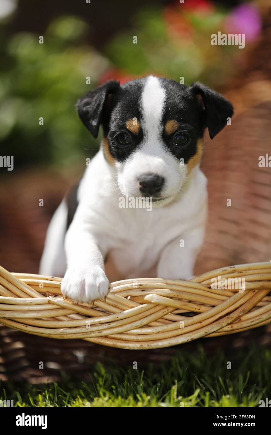 Jack Russell Terrier Puppy in the countryside Stock Photo - Alamy