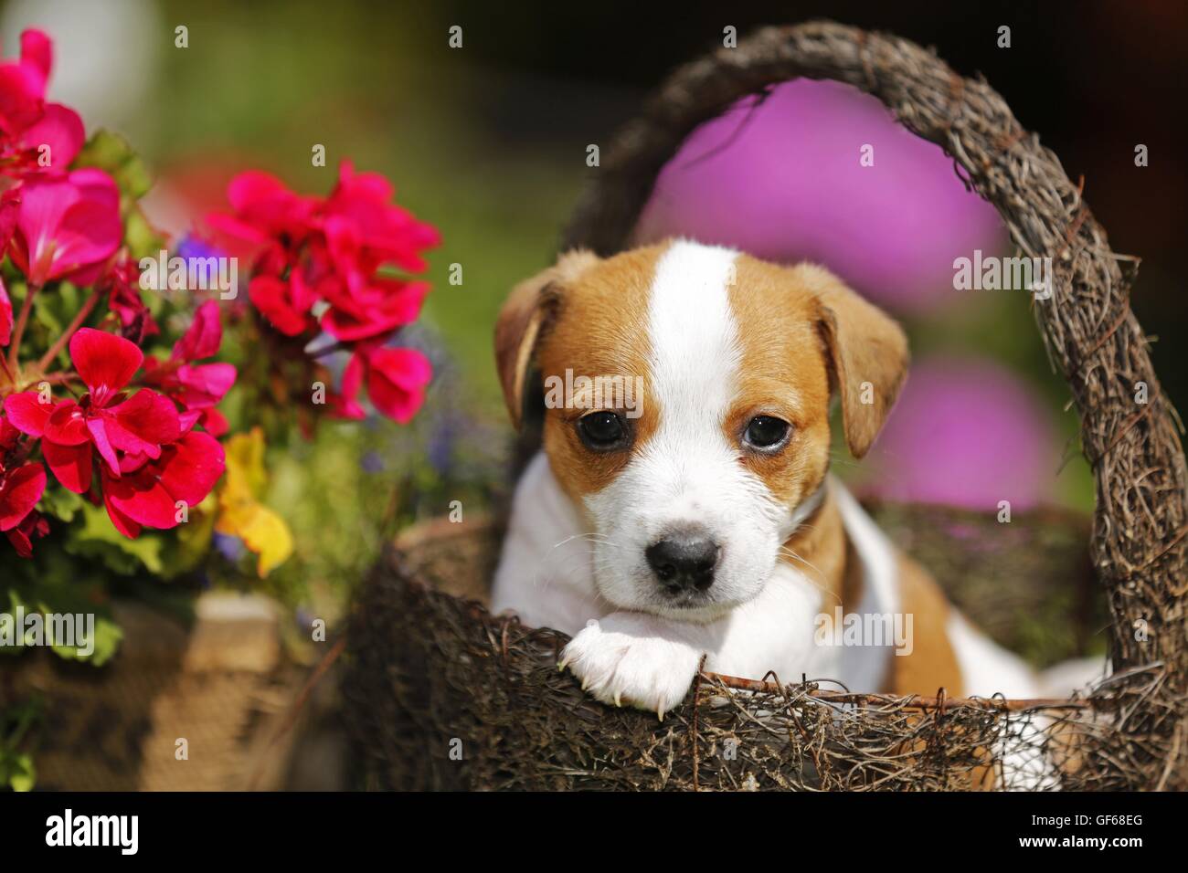 Jack Russell Terrier Puppy in the countryside Stock Photo - Alamy
