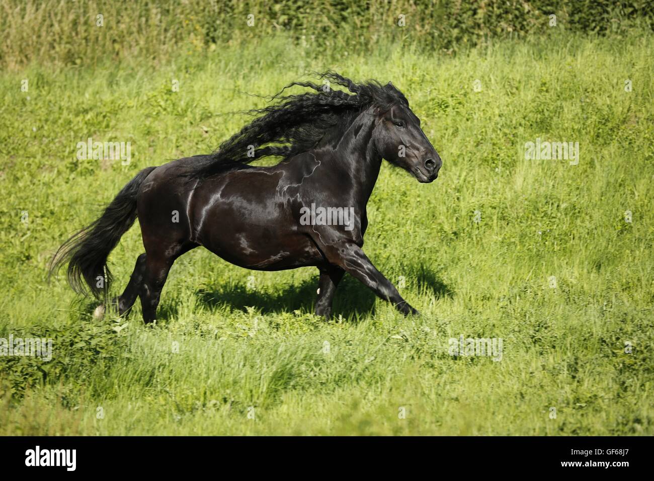 Friesian horse galloping hi-res stock photography and images - Alamy