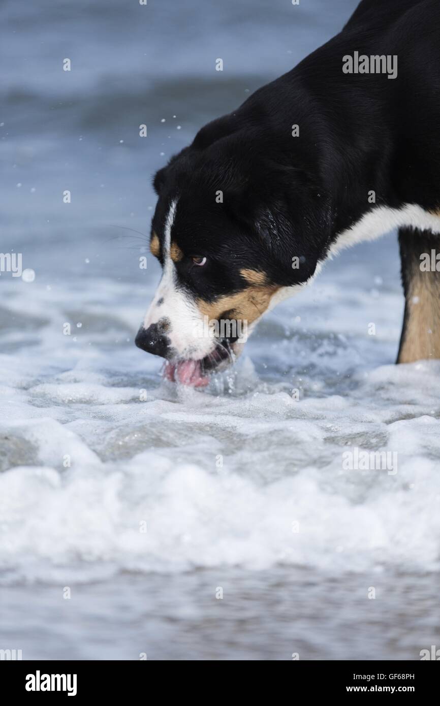 drinking Great Swiss Mountain Dog Stock Photo - Alamy