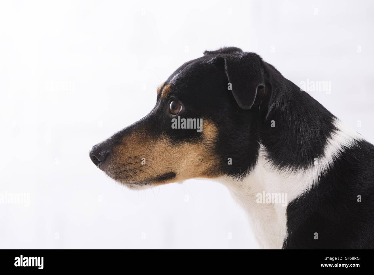 Jack russell terrier dog head hi-res stock photography and images - Alamy