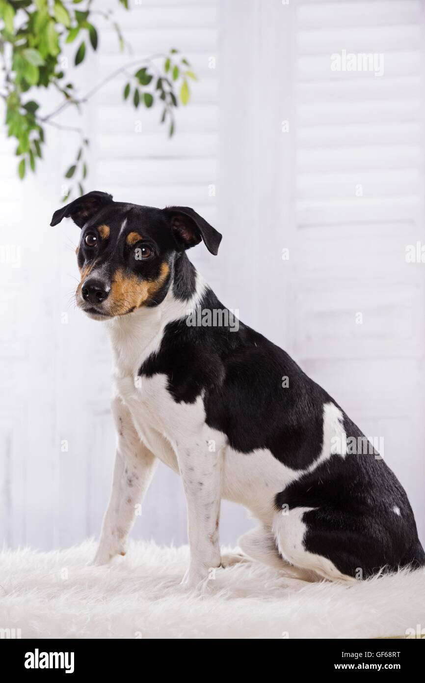 sitting Jack Russell Terrier Stock Photo - Alamy