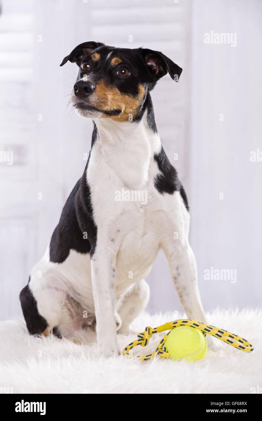 sitting Jack Russell Terrier Stock Photo - Alamy